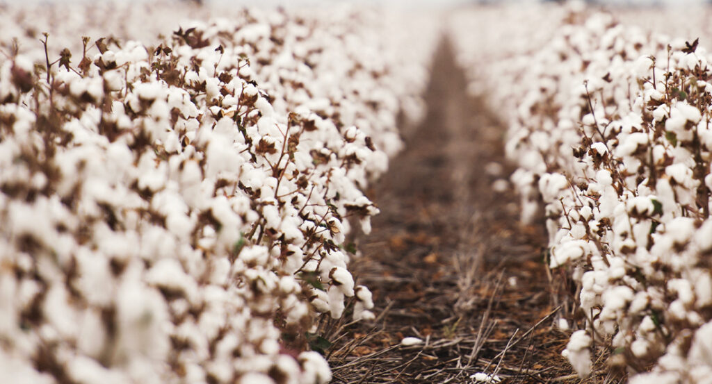 Supporting local cotton farmers - CBC Australia PTY LTD